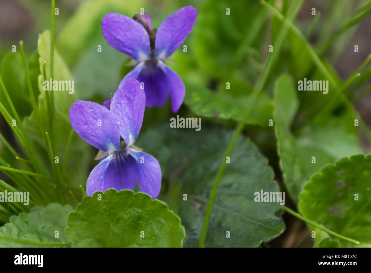 Flower violets close-up on grass background.small depth of field Stock ...