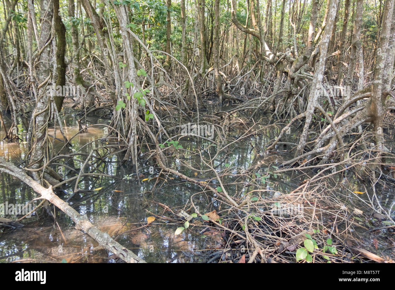 Mangrove trees along the turquoise green water in the stream. Mangrove ...