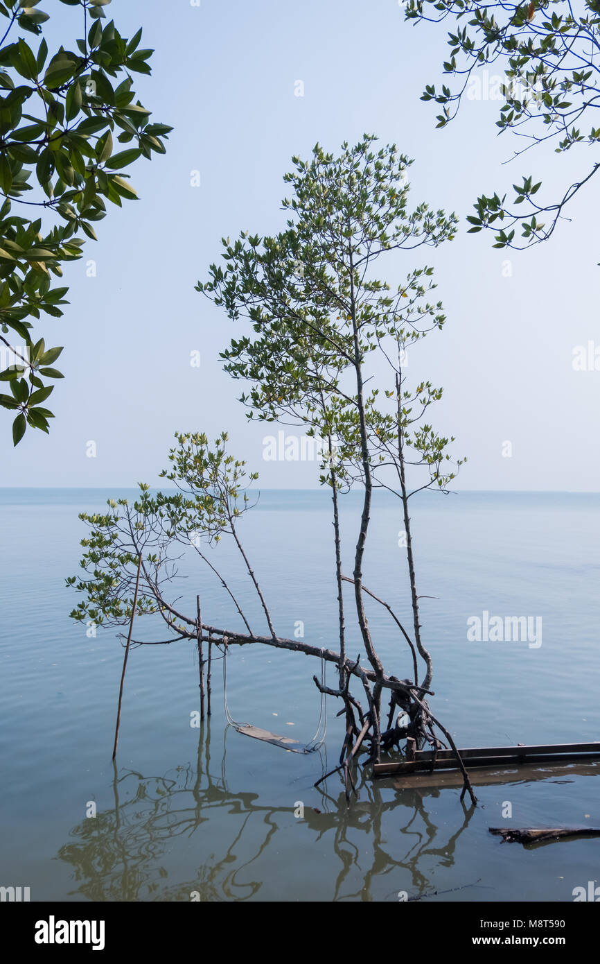 Mangrove trees along the turquoise green water in the stream. Mangrove ...