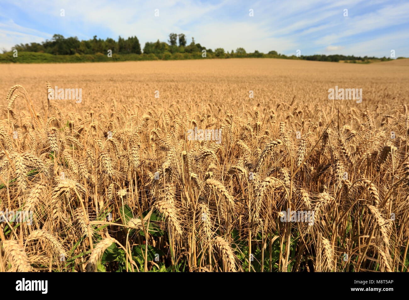 A field of ripe barley ready for harvest in Norfolk, England Stock ...