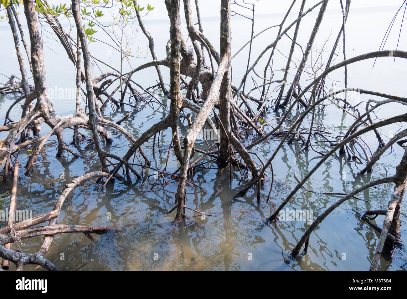 Mangrove trees along the turquoise green water in the stream. Mangrove ...