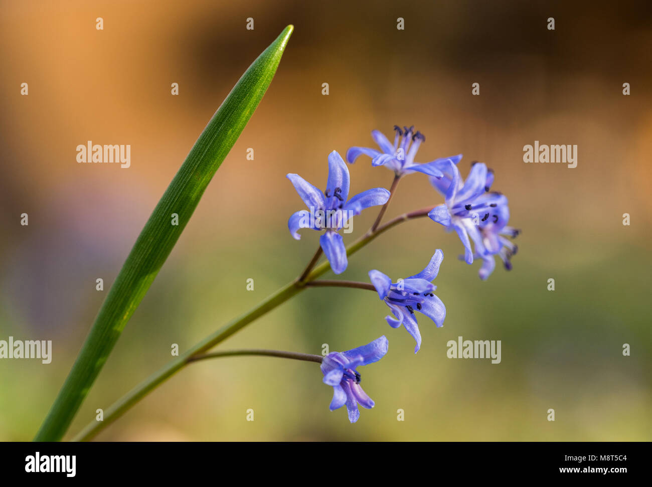 Blue flower alpine squill hi-res stock photography and images - Alamy