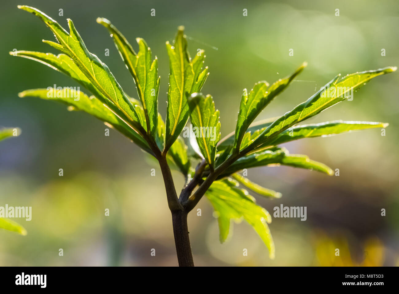 Square post leaves hi-res stock photography and images - Alamy