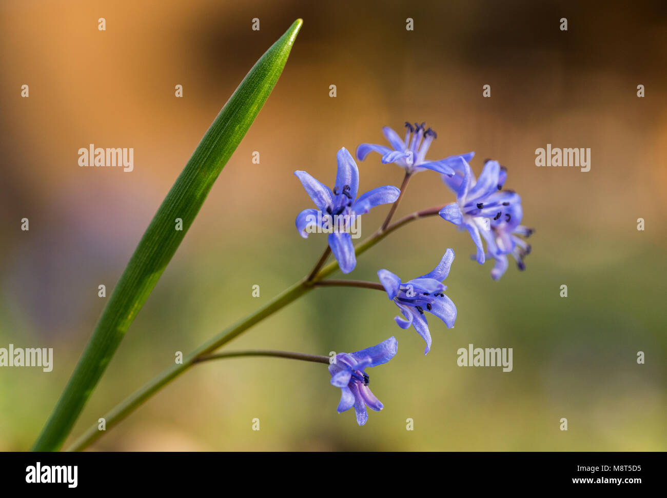 Scilla bifolia, alpine squill, two-leaf squill Stock Photo - Alamy