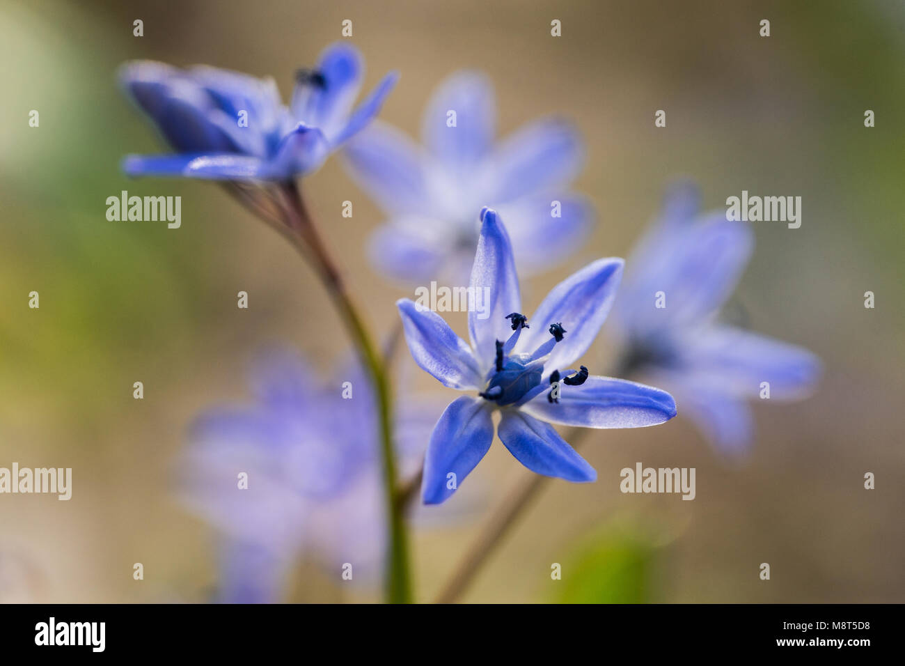 Scilla bifolia, alpine squill, two-leaf squill Stock Photo - Alamy