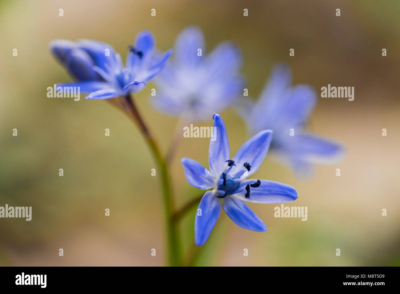 Scilla bifolia, alpine squill, two-leaf squill Stock Photo - Alamy