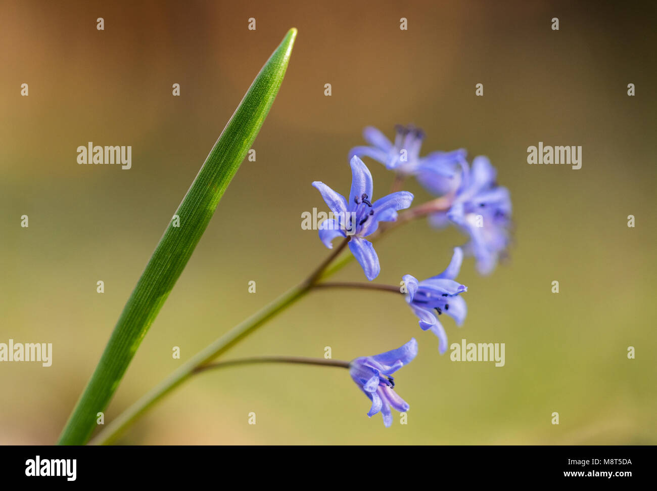 Scilla bifolia, alpine squill, two-leaf squill Stock Photo - Alamy