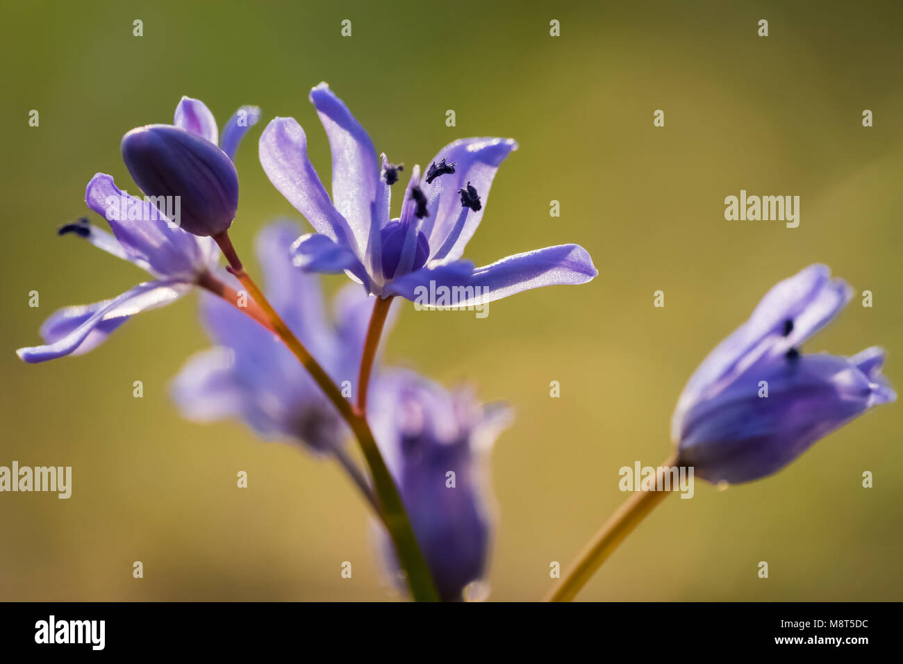 Scilla bifolia, alpine squill, two-leaf squill Stock Photo - Alamy