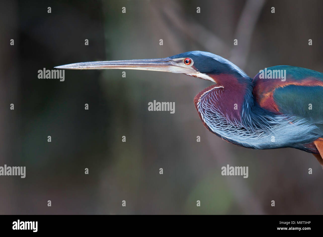 Agami heron hi-res stock photography and images - Alamy