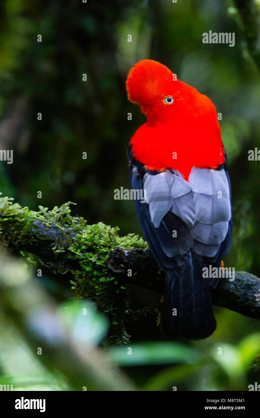 Rode Rotshaan, Andean Cock-of-the-rock, Rupicola peruvianus Stock Photo ...