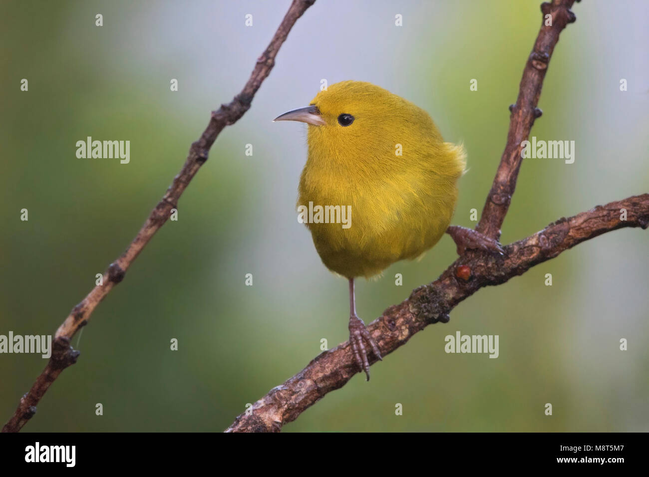 Anianiau, Anianiau, Magumma parva Stock Photo - Alamy