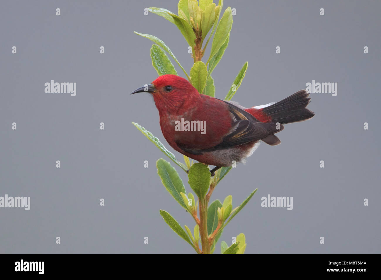 Apapane bird hi-res stock photography and images - Alamy