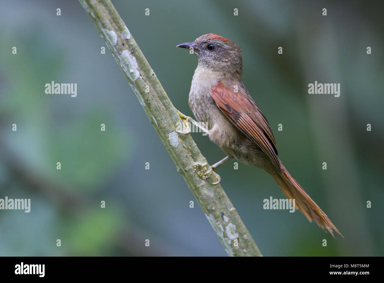 Spinetail hi-res stock photography and images - Alamy