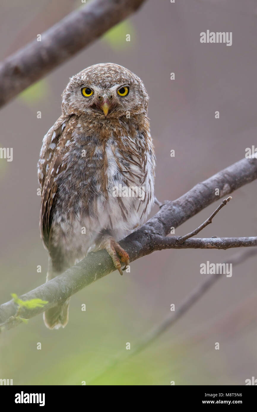 Baya bird hi-res stock photography and images - Alamy