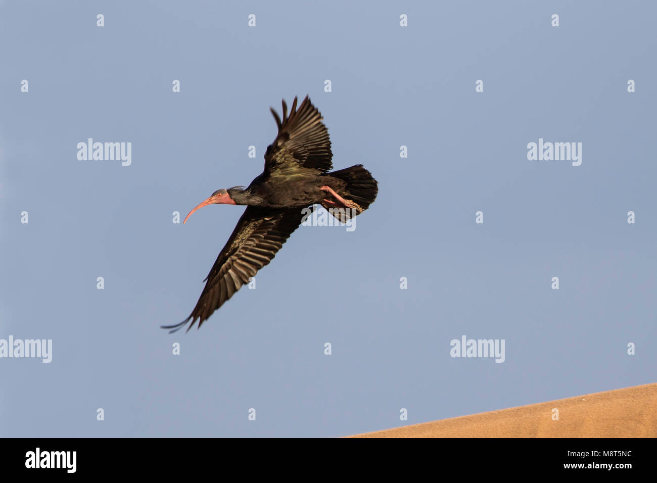 Heremietibis in vlucht, Northern Bald Ibis in flight Stock Photo - Alamy