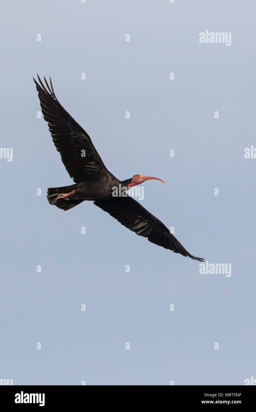 Heremietibis in vlucht, Northern Bald Ibis in flight Stock Photo - Alamy