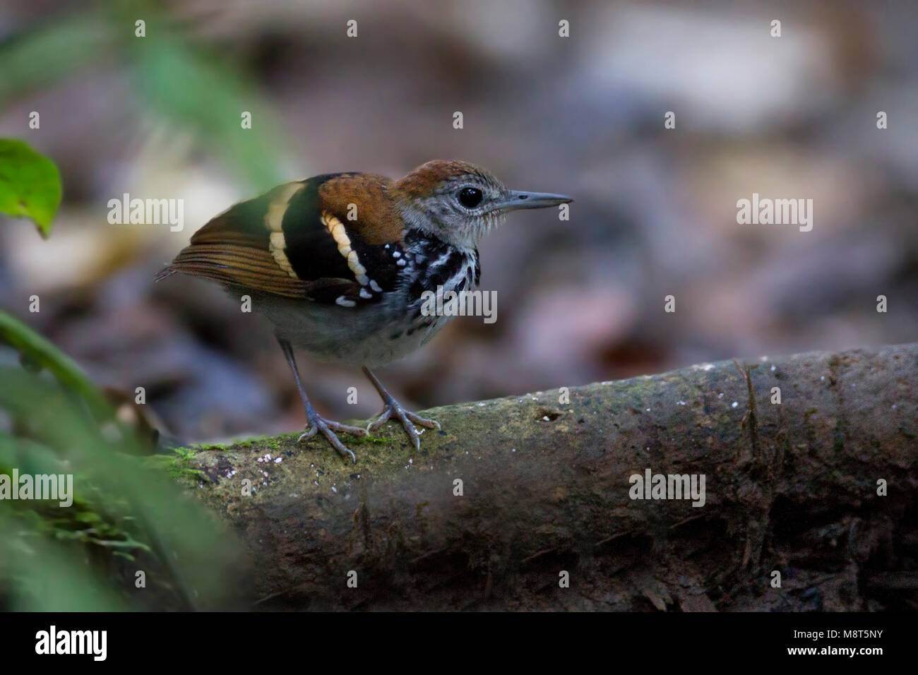 Grondvogel hi-res stock photography and images - Alamy