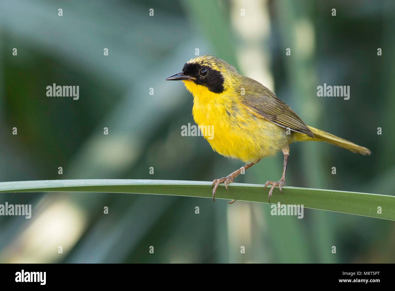 Belding's yellowthroat, Geothlypis beldingi Stock Photo - Alamy