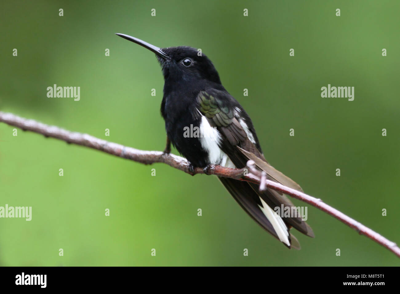 Jacobin bird hi-res stock photography and images - Alamy