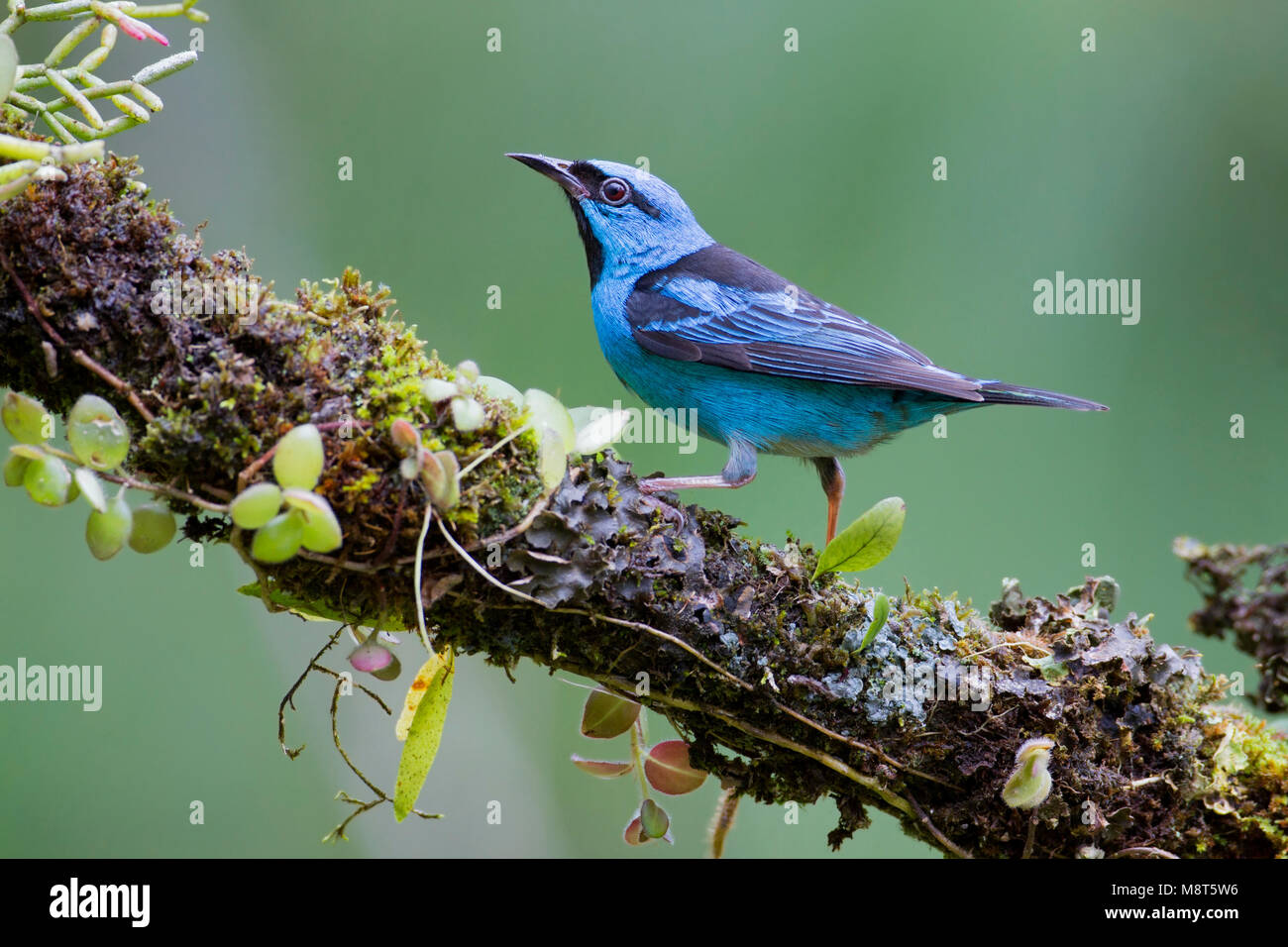 Blue dacnis hi-res stock photography and images - Alamy