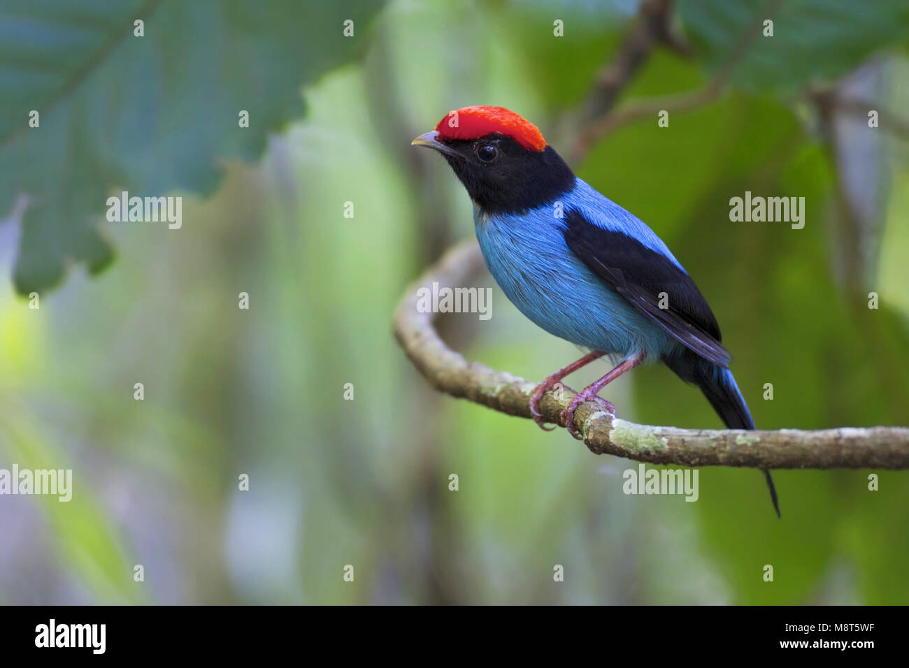 Manakin bird hi-res stock photography and images - Alamy