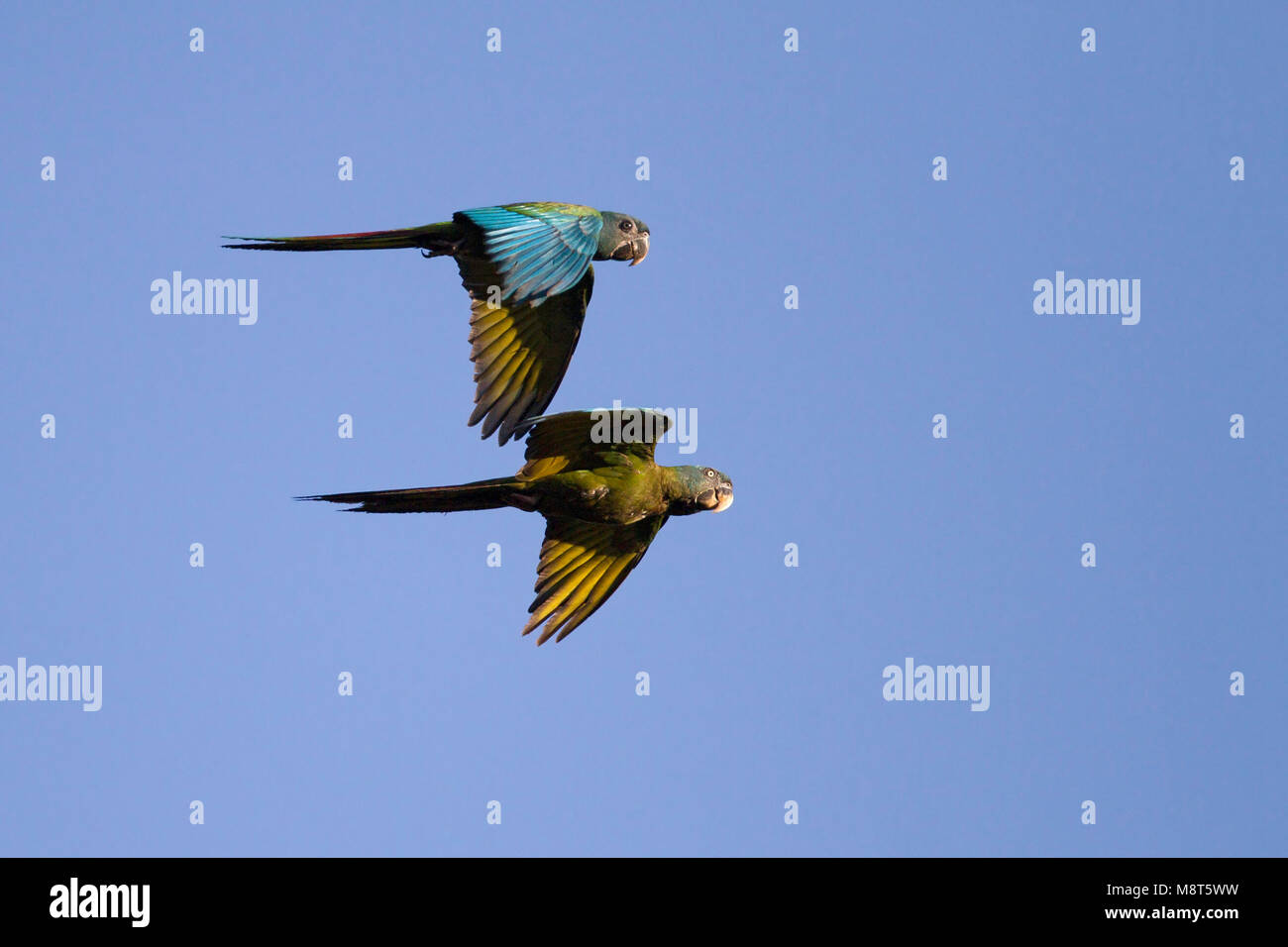 Macaws in flight hi-res stock photography and images - Alamy