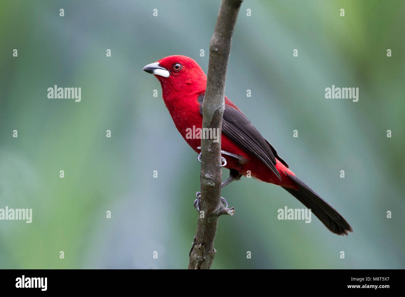 Brazilian tanager hi-res stock photography and images - Alamy