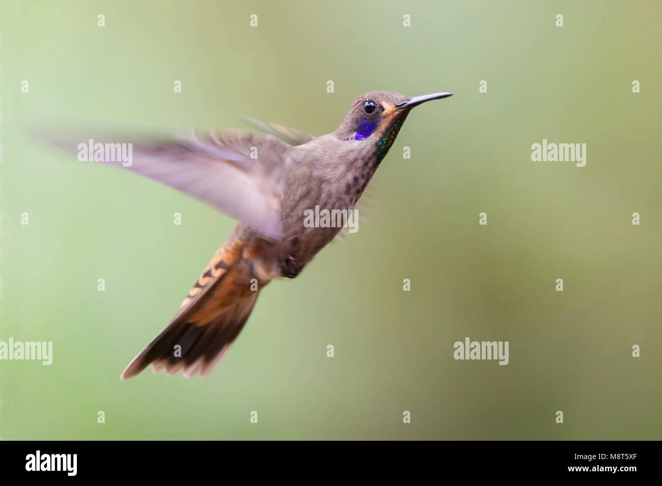 Violetear bird hi-res stock photography and images - Alamy