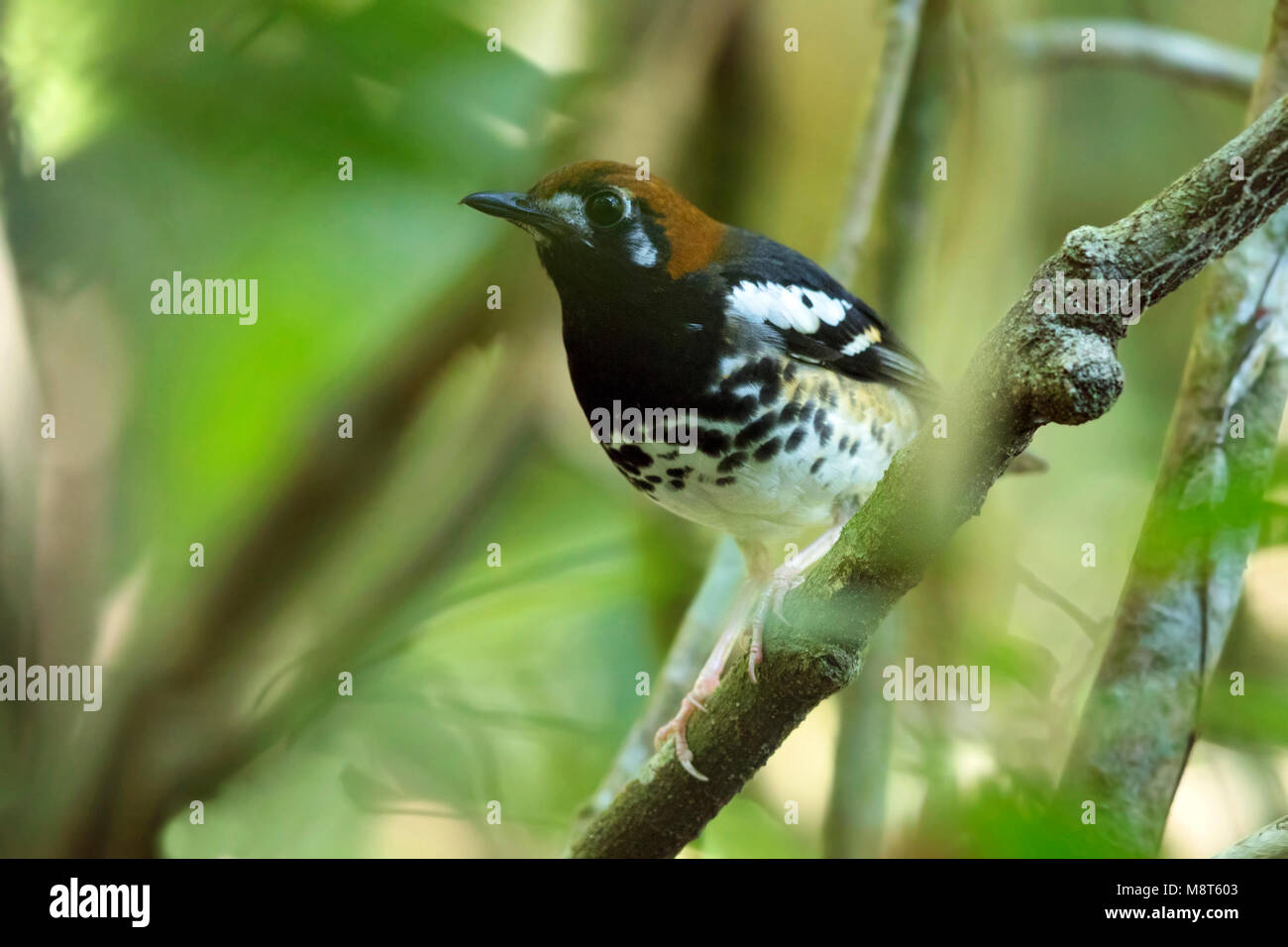 Kastanjekoplijster, Chestnut-capped Thrush Stock Photo - Alamy