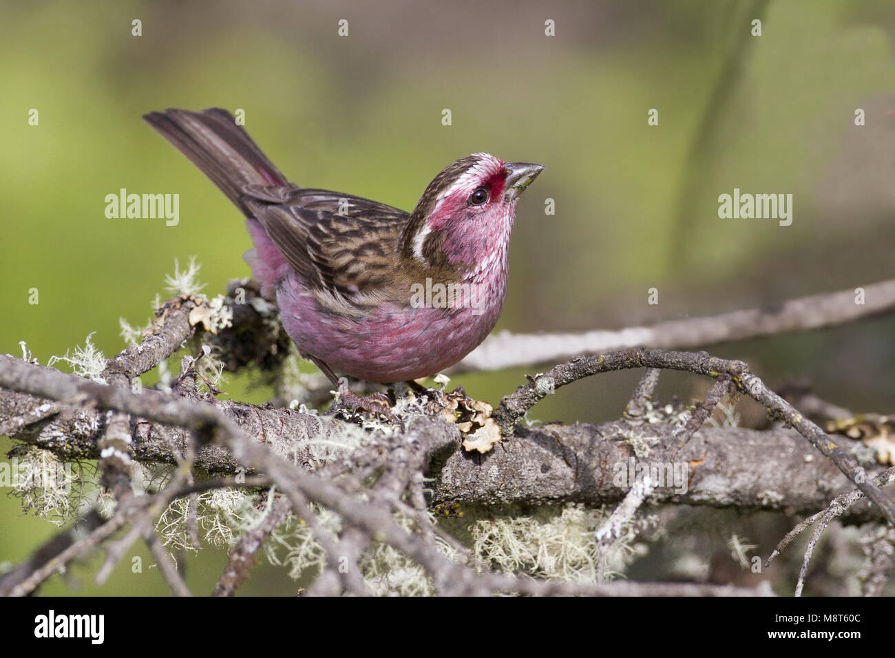 Chinese Witbrauwroodmus, Chinese White-browed Rosefinch Stock Photo - Alamy