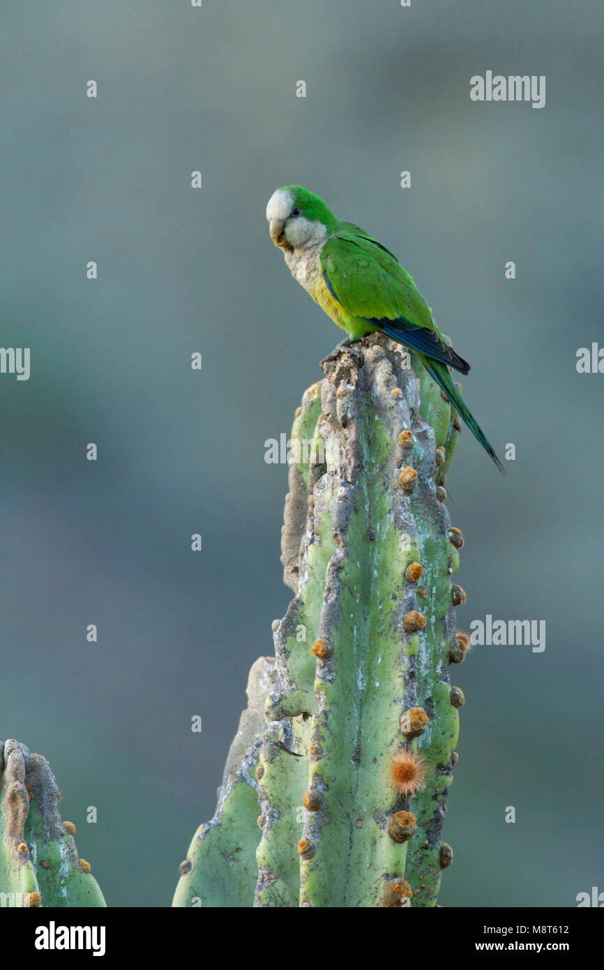 Monk parakeet hi-res stock photography and images - Alamy
