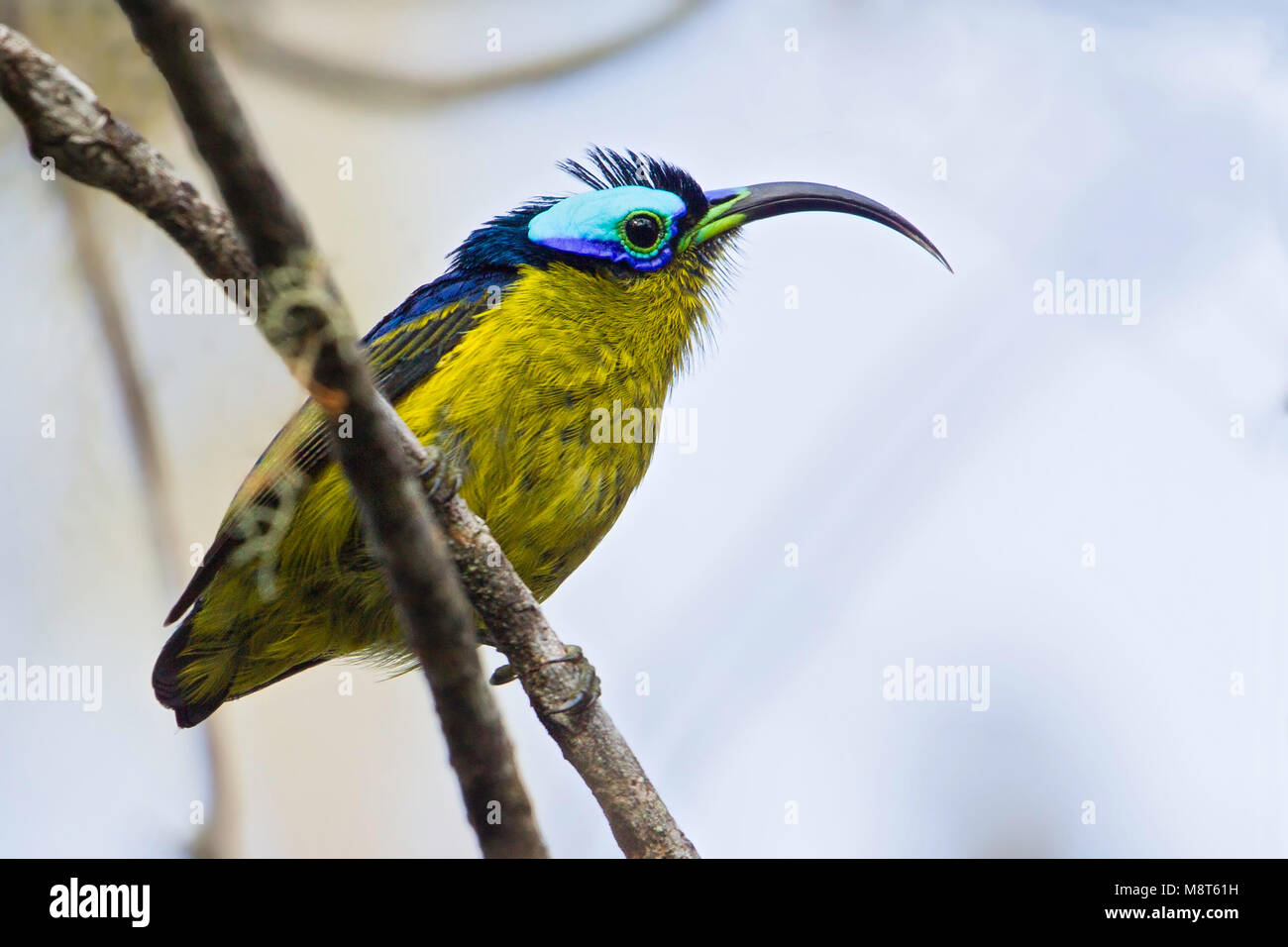 Neodrepanis coruscans hi-res stock photography and images - Alamy