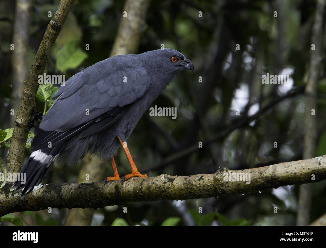 Langpootkiekendief, Crane Hawk Stock Photo - Alamy