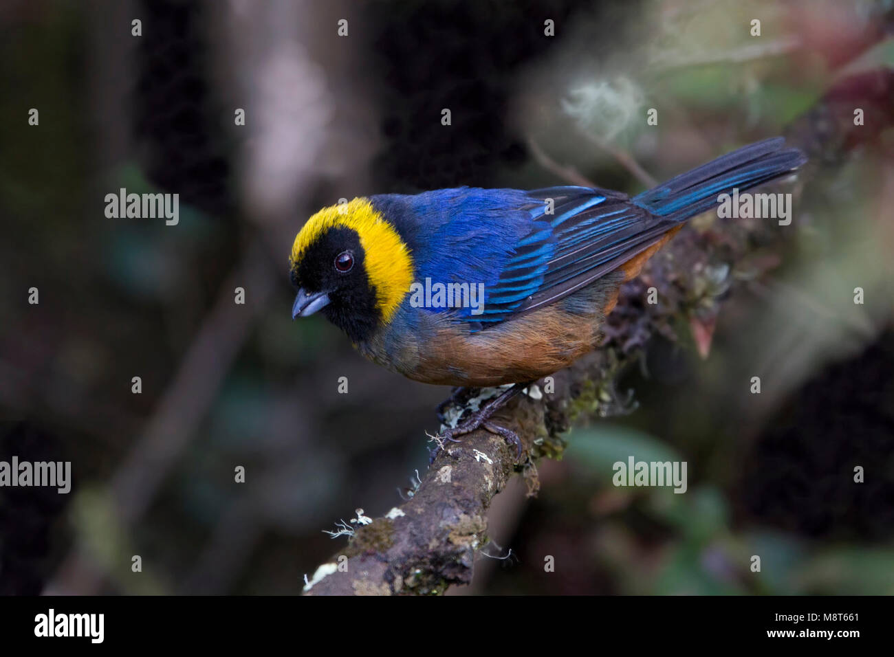 Collared tanager hi-res stock photography and images - Alamy