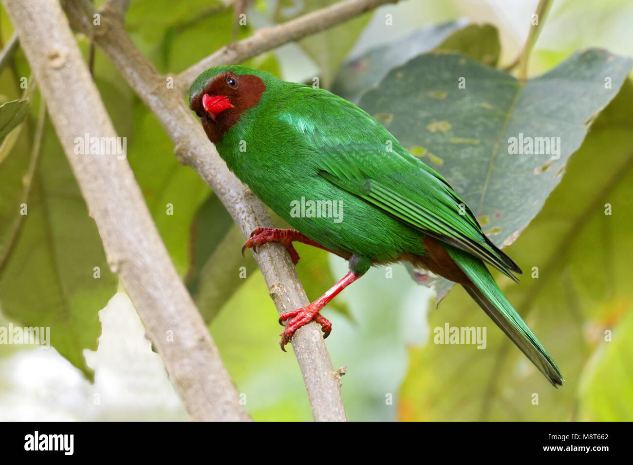 Papegaaitangare, Grass-green Tanager Stock Photo - Alamy