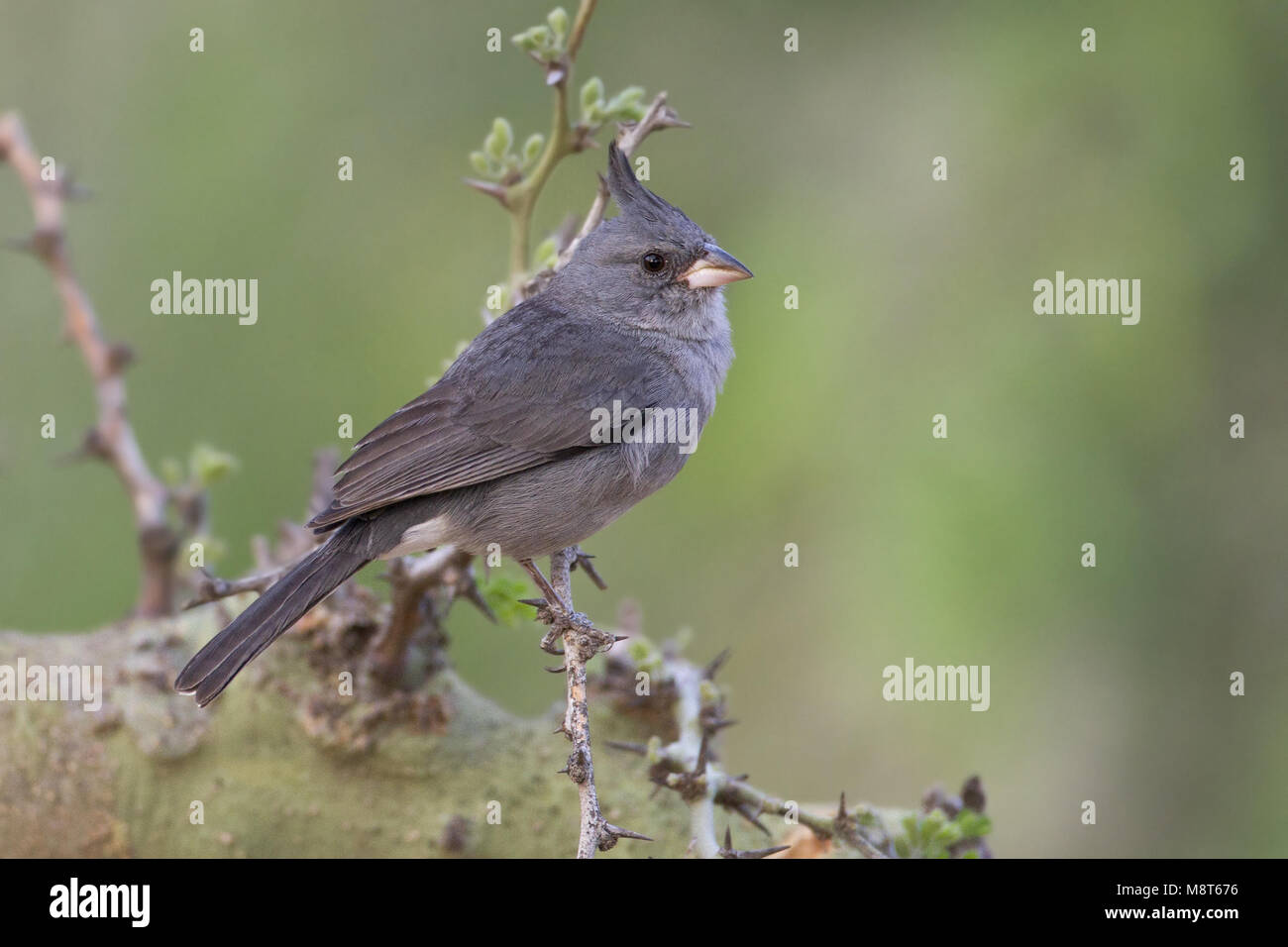 Grey crested finch hi-res stock photography and images - Alamy