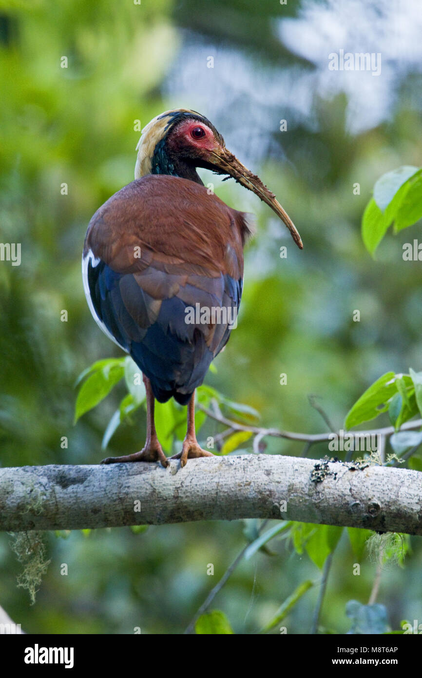 Kuifibis, White-winged Ibis Stock Photo - Alamy