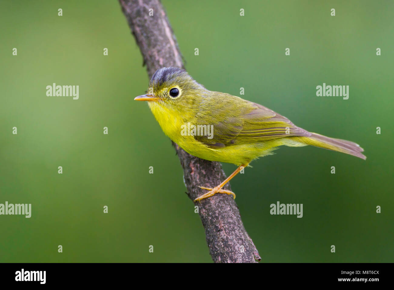 Seicercus hi-res stock photography and images - Alamy