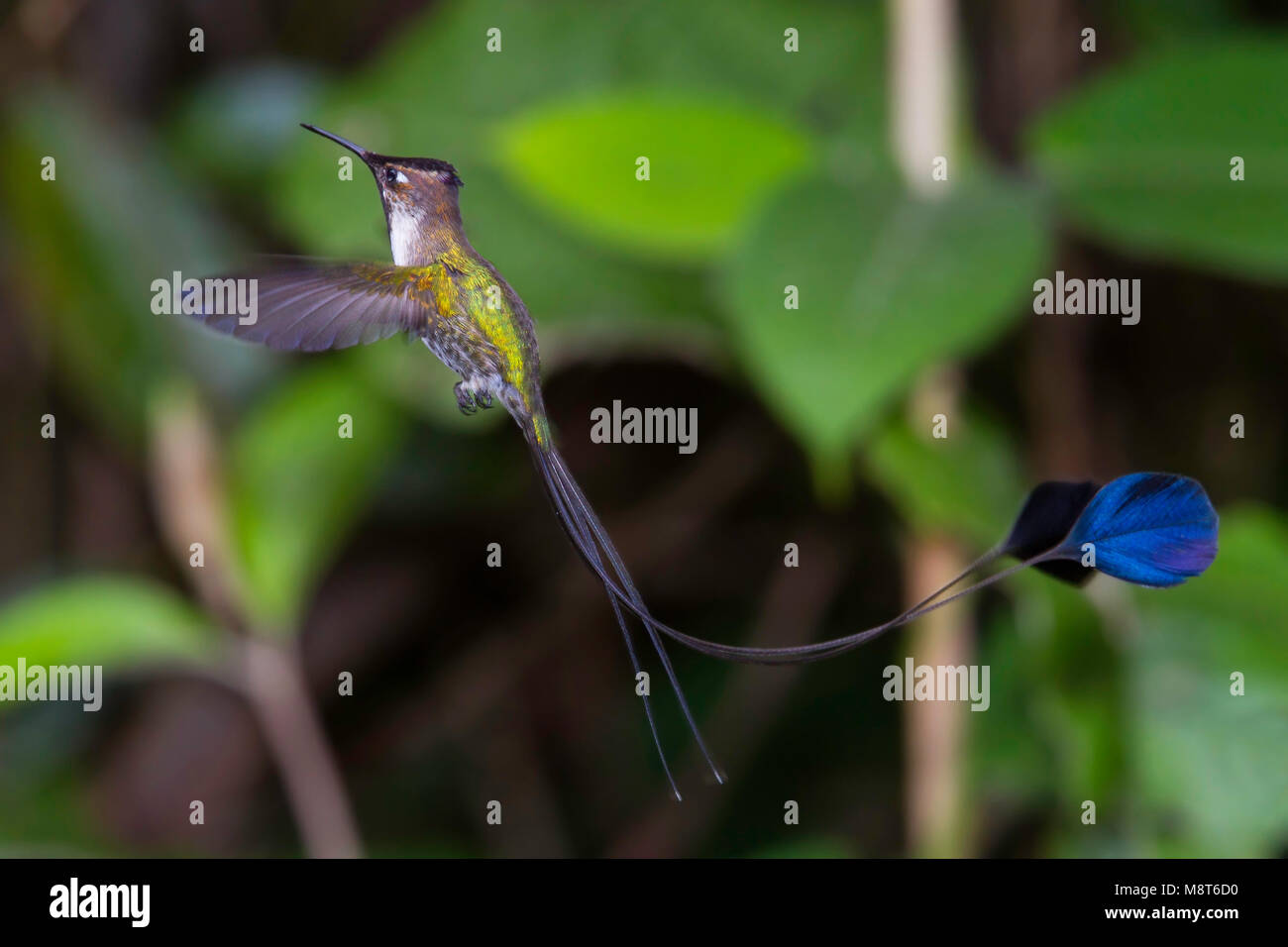 Spatuletail Hummingbird Drawing