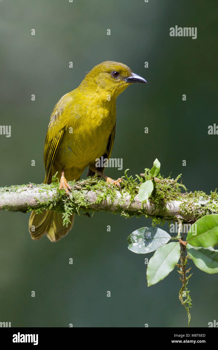 Olijftangare, Olive-green Tanager Stock Photo - Alamy