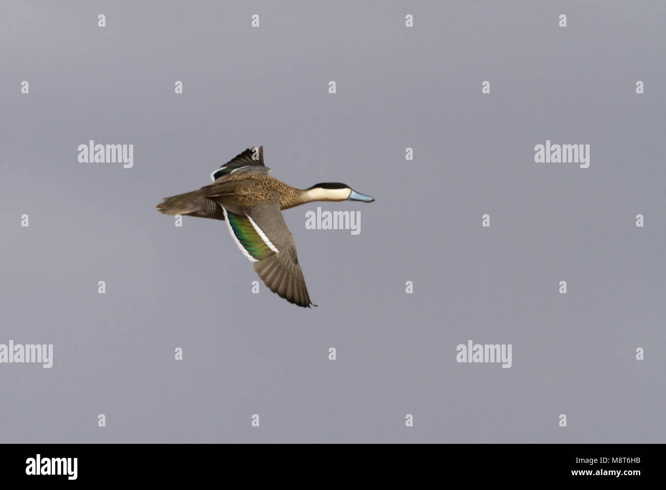 Puna teal spatula puna hi-res stock photography and images - Alamy