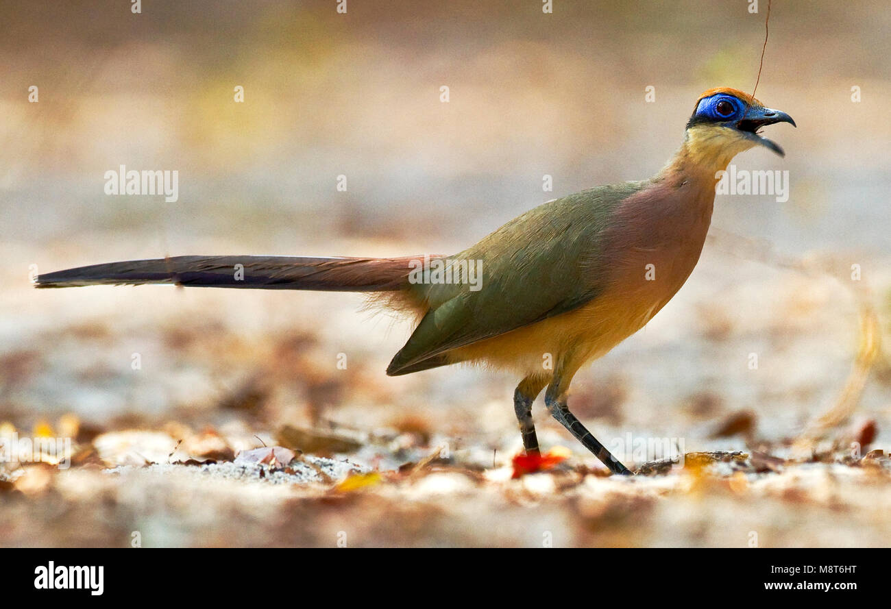 Roestkopcoua, Red-capped Coua Stock Photo - Alamy
