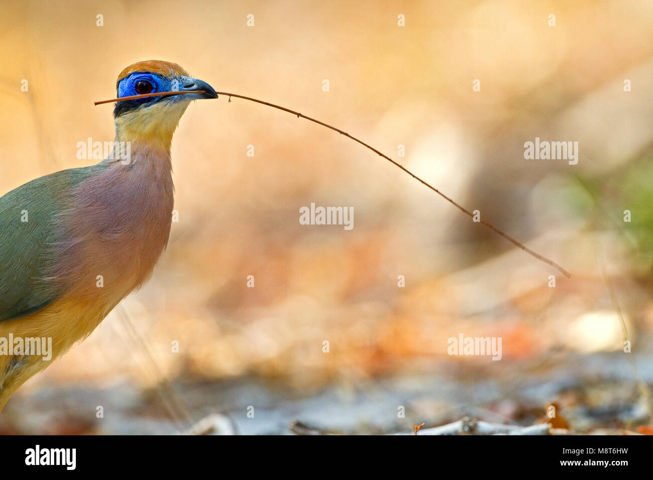 Roestkopcoua, Red-capped Coua Stock Photo - Alamy