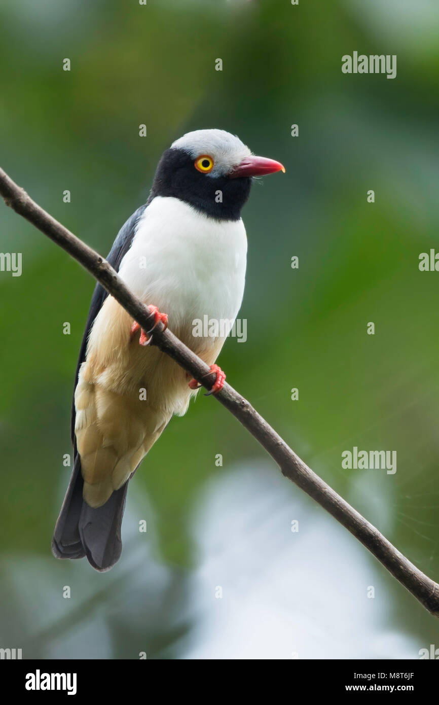 Prionops caniceps hi-res stock photography and images - Alamy