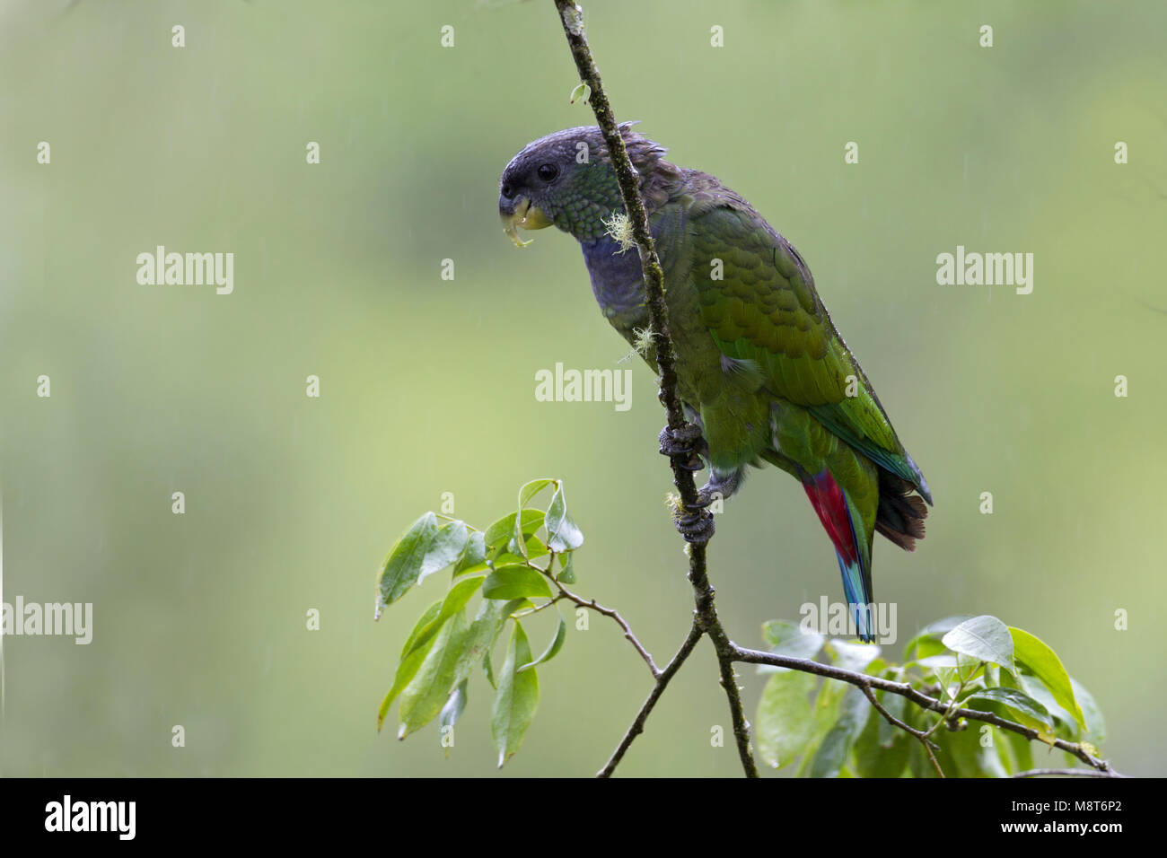 Maximiliaanmargrietje, Scaly-headed Parrot Stock Photo - Alamy