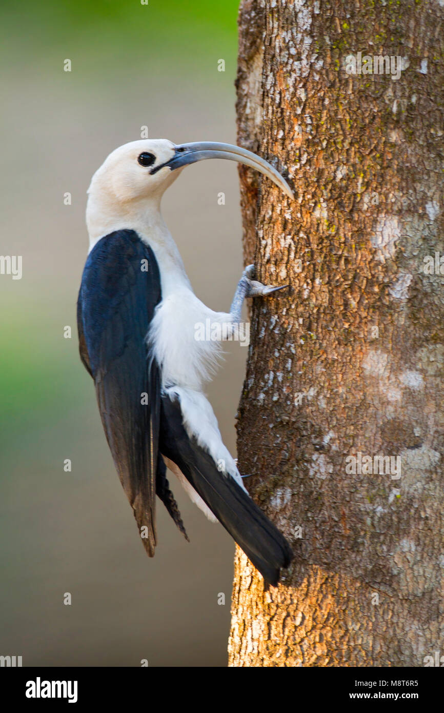Sickle bird hi-res stock photography and images - Alamy