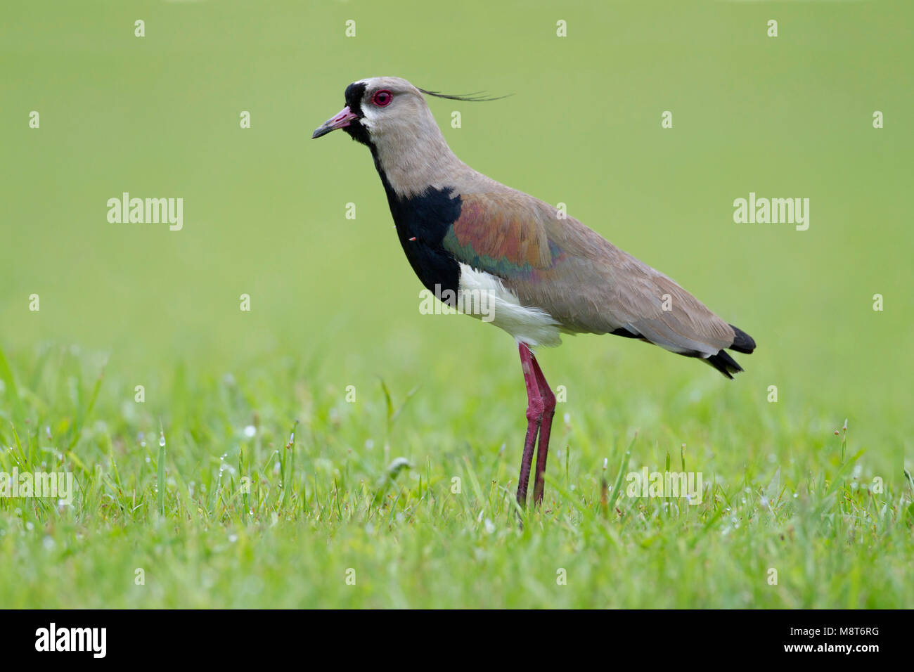 Chileense Kievit, Southern Lapwing Stock Photo - Alamy