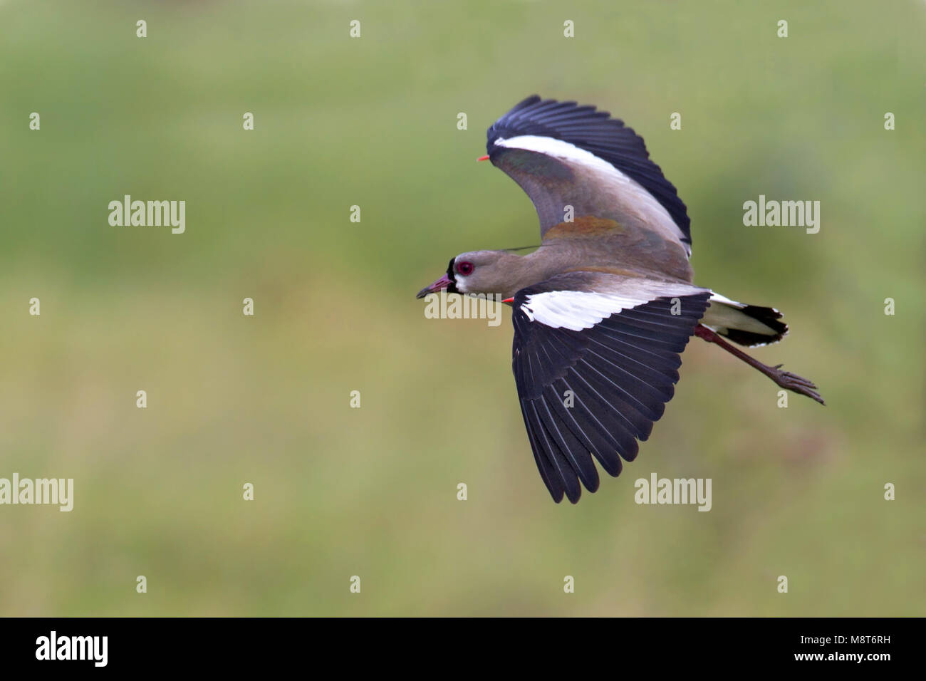 Vliegende Chileense Kievit, Southern Lapwing in flight Stock Photo - Alamy