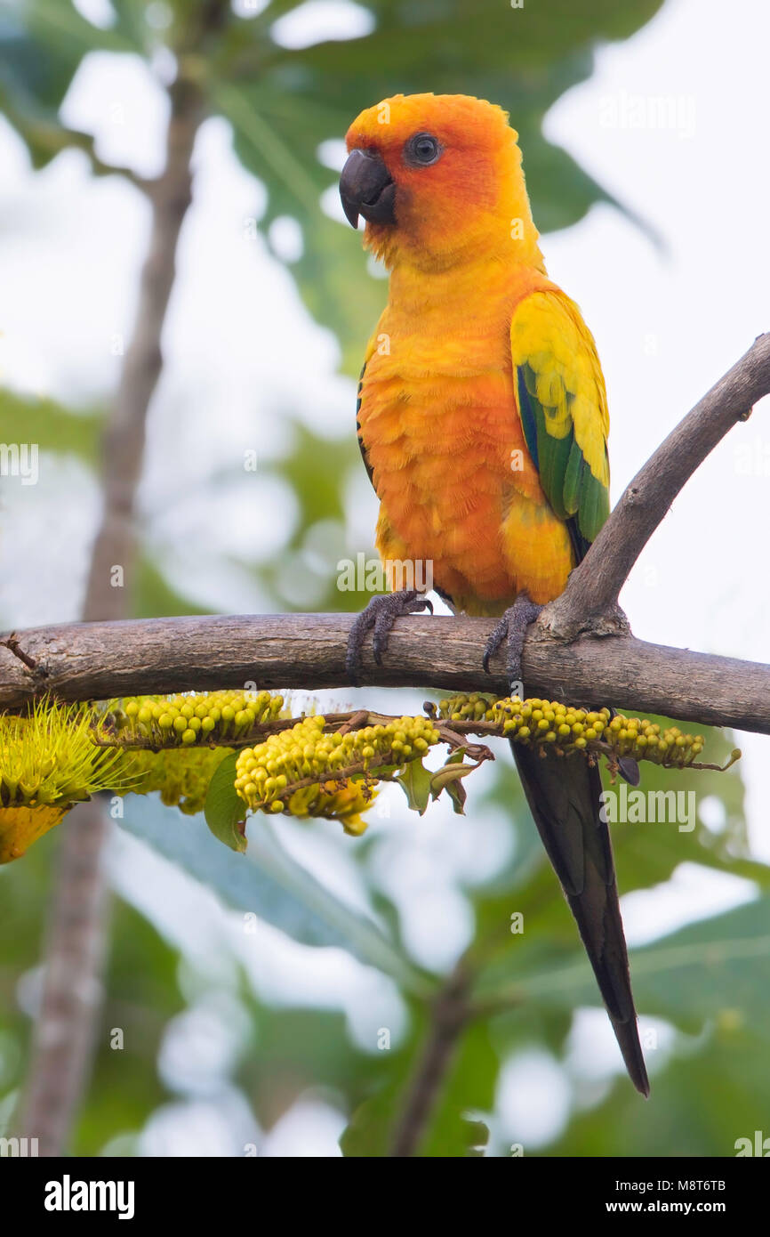 Sun parakeet hi-res stock photography and images - Alamy
