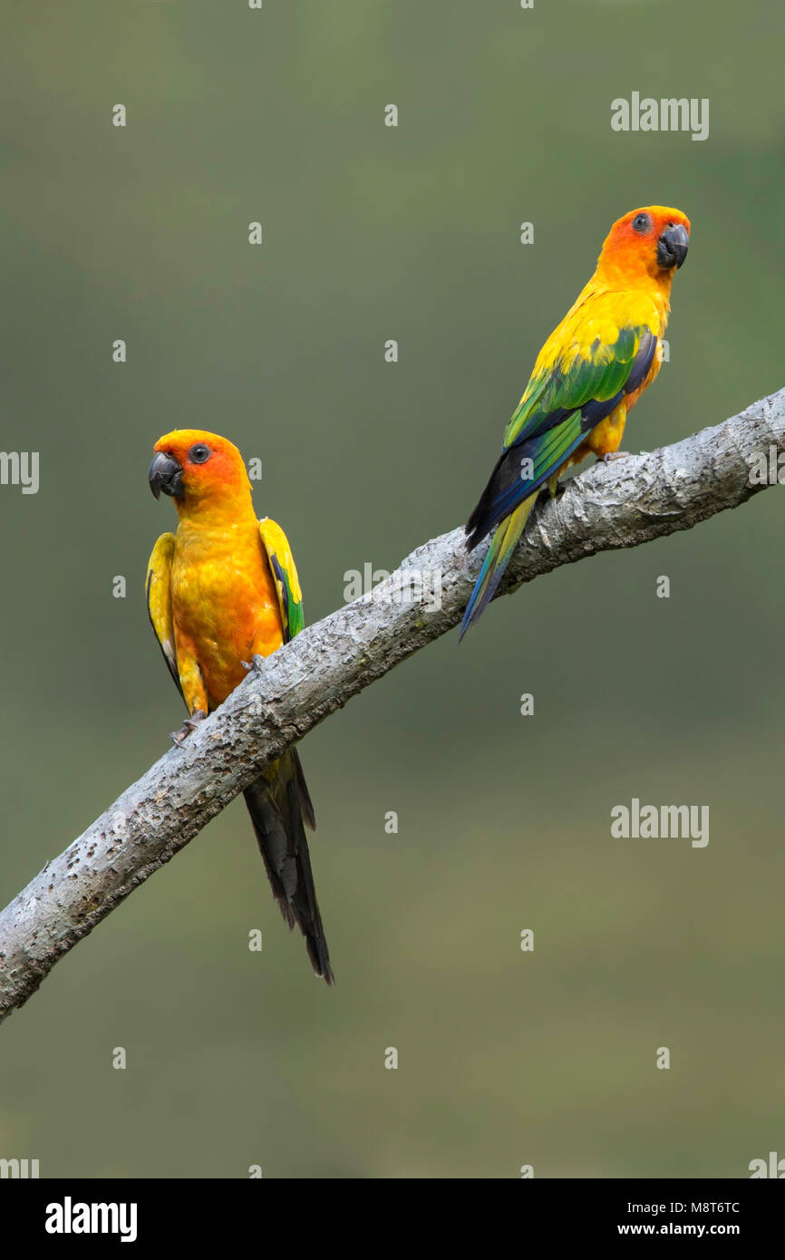Sun parakeet hi-res stock photography and images - Alamy